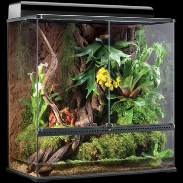 Vivarium Design Vivarium Collective — Learn How To Build Bioactive