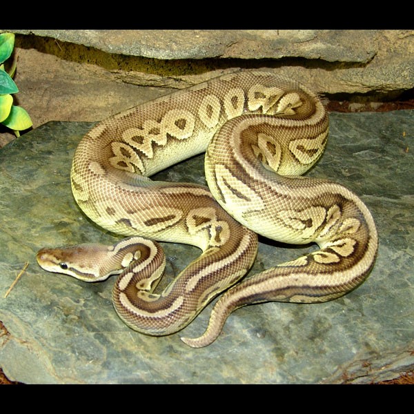Pewter Ball Python