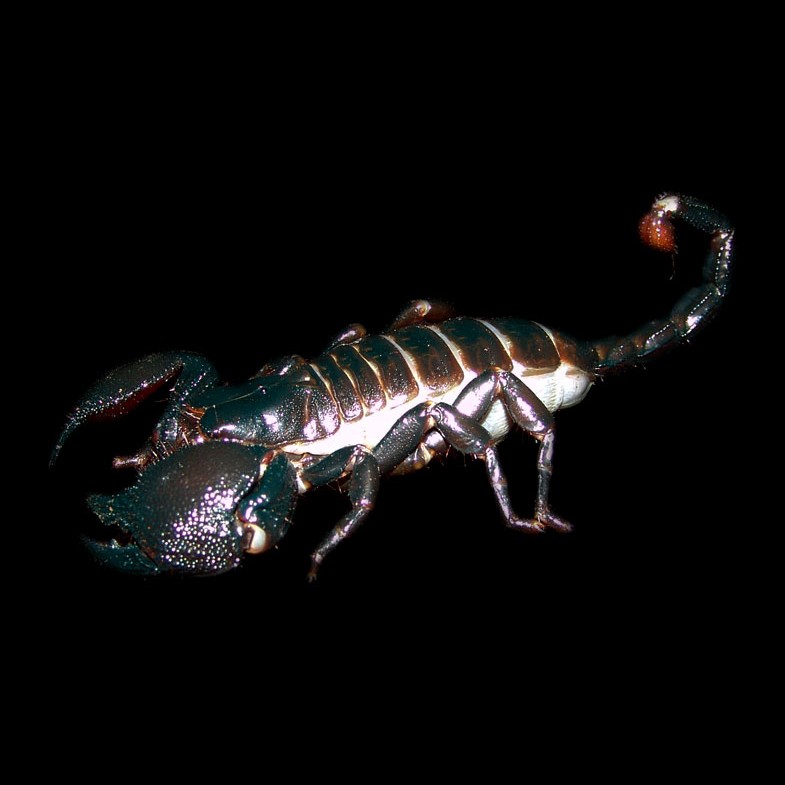 Emperor Scorpion Habitat Emperor Scorpion