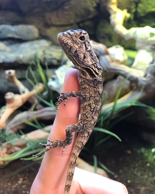 Baby Frilled Lizards