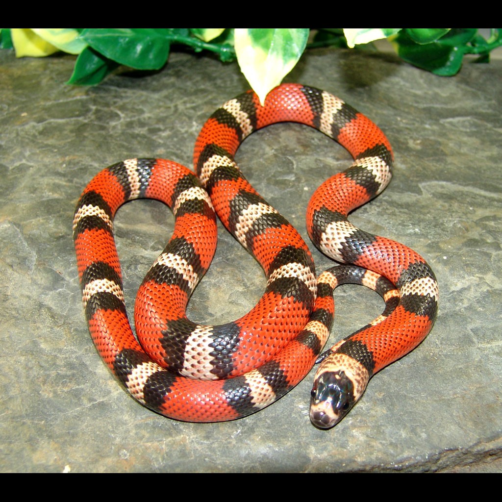 Honduran Milk Snake