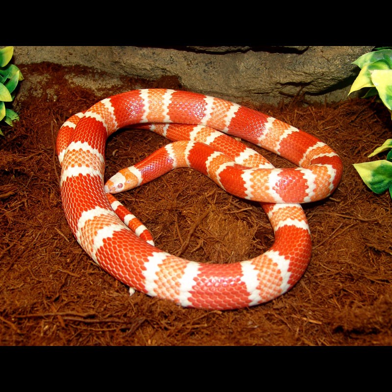 Tangerine Honduran Milk Snake