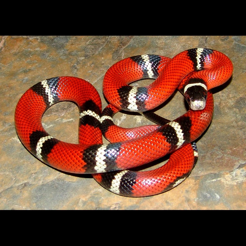 Sinaloan Milk Snake Baby