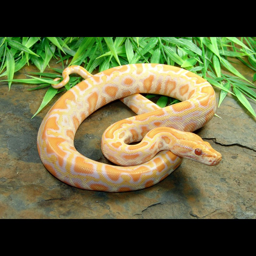 Big Albino Burmese Python